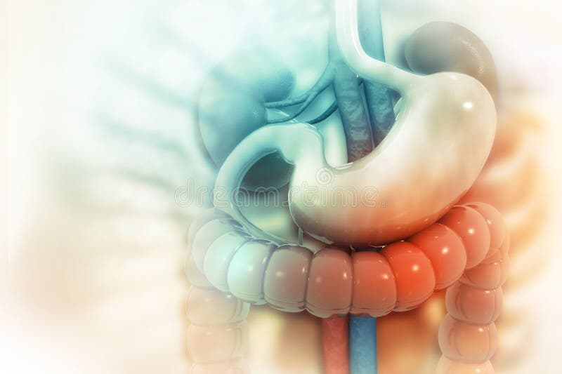 Human Digestive System on Scientific Background Stock Illustration ...