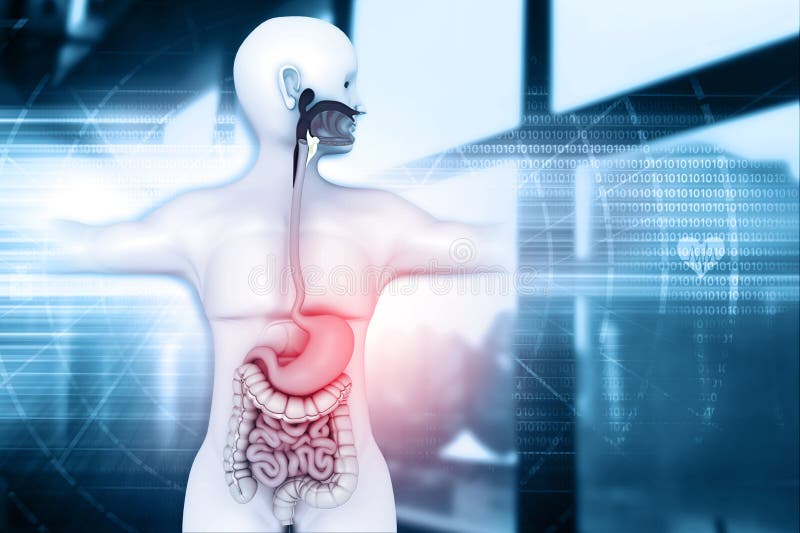 Human Digestive System on Scientific Background. Stock Illustration ...