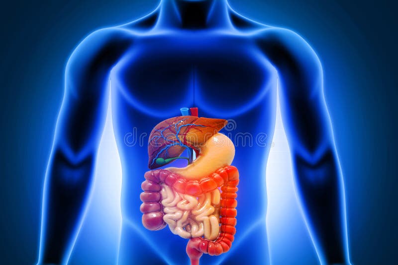 Human Digestive System on Scientific Background Stock Illustration ...