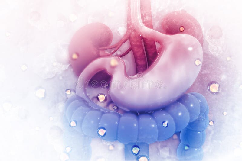 Human Digestive System on Scientific Background Stock Illustration ...