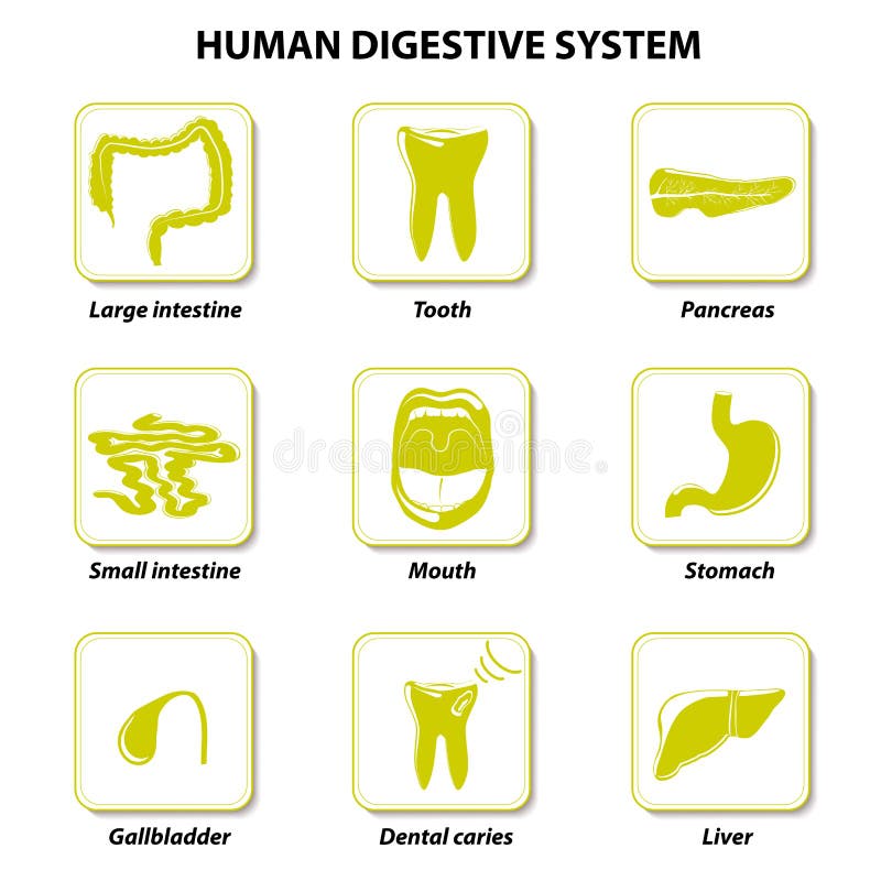 Human Digestive System. Set Stock Vector - Illustration of complex ...