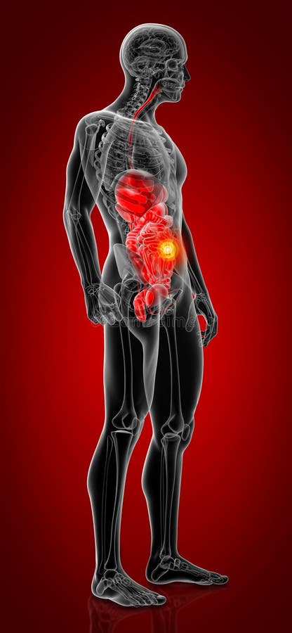 3d Rendered Illustration of Human Digestive System Stock Illustration ...