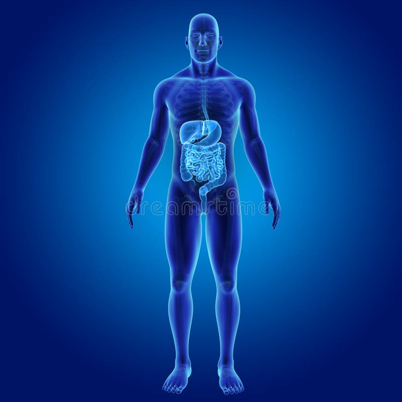 Human Digestive System with Skeleton Anterior View Stock Illustration ...