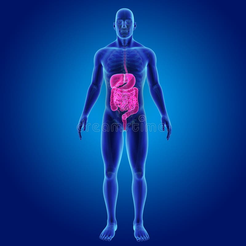 Human Digestive System with Skeleton Anterior View Stock Illustration ...