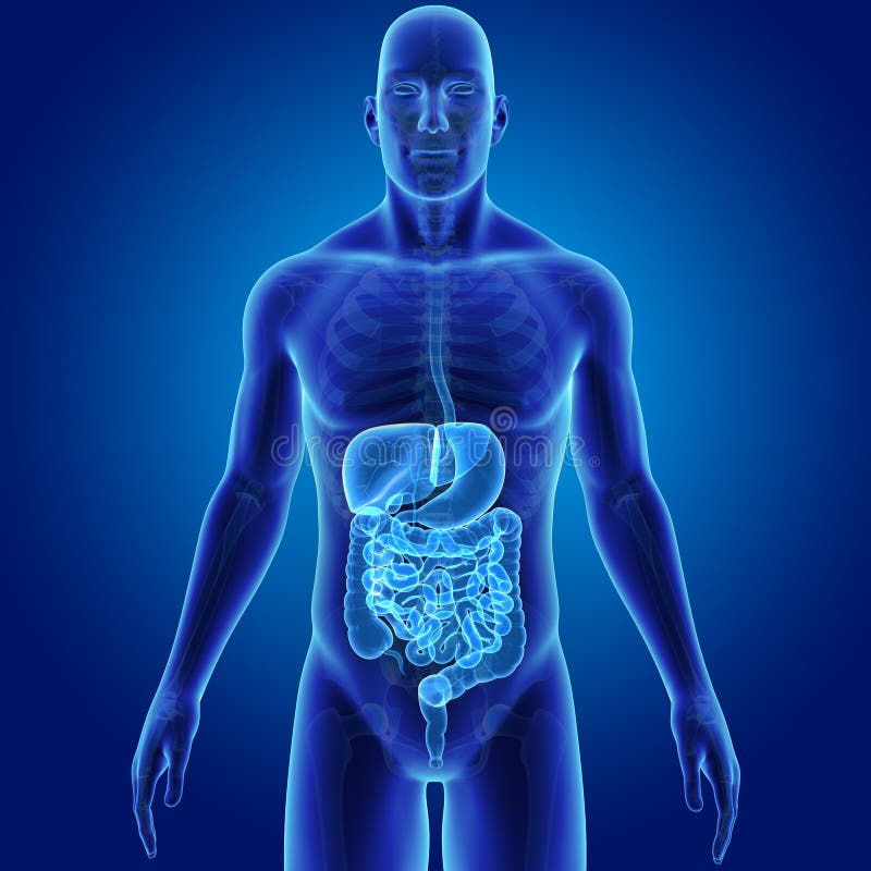 Human Digestive System with Skeleton Anterior View Stock Illustration ...