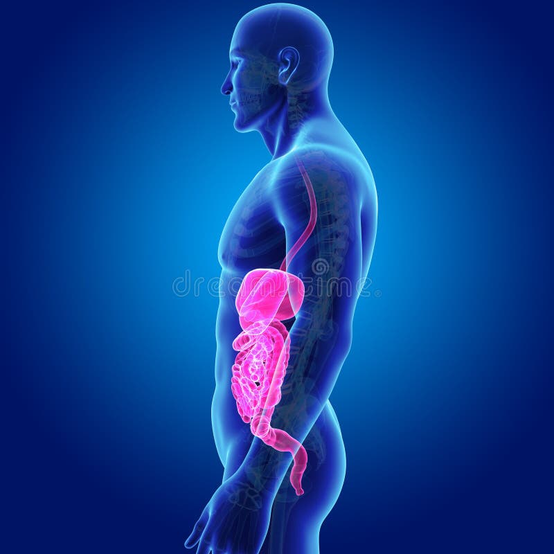 Human Digestive System with Skeleton Lateral View Stock Illustration ...