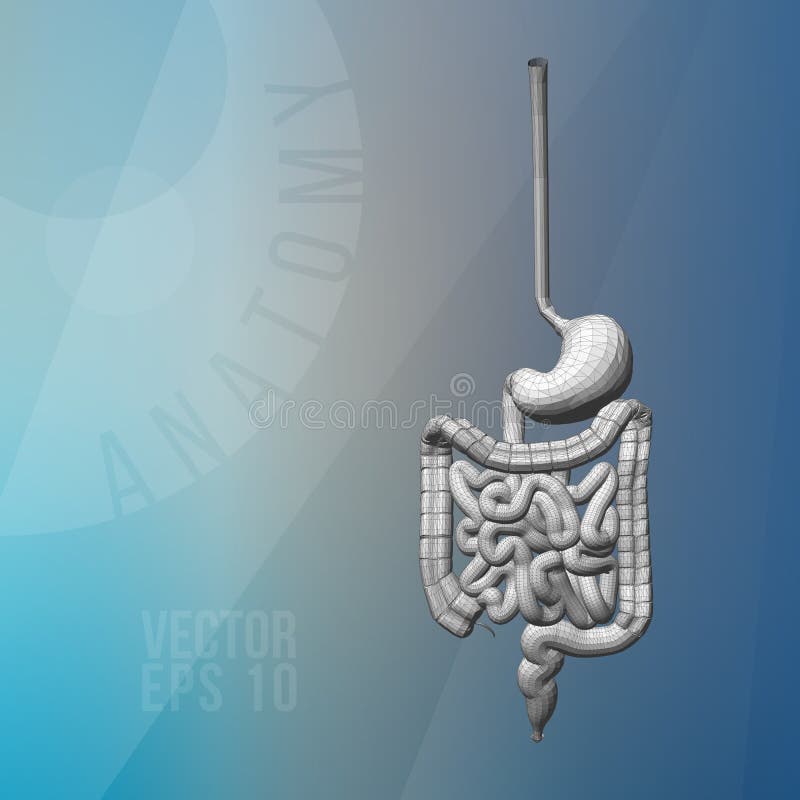 Human rectum, front view stock illustration. Illustration of examine ...