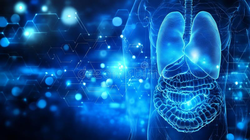 Human Digestive System Stomach, Small and Large Intestine on Blue ...