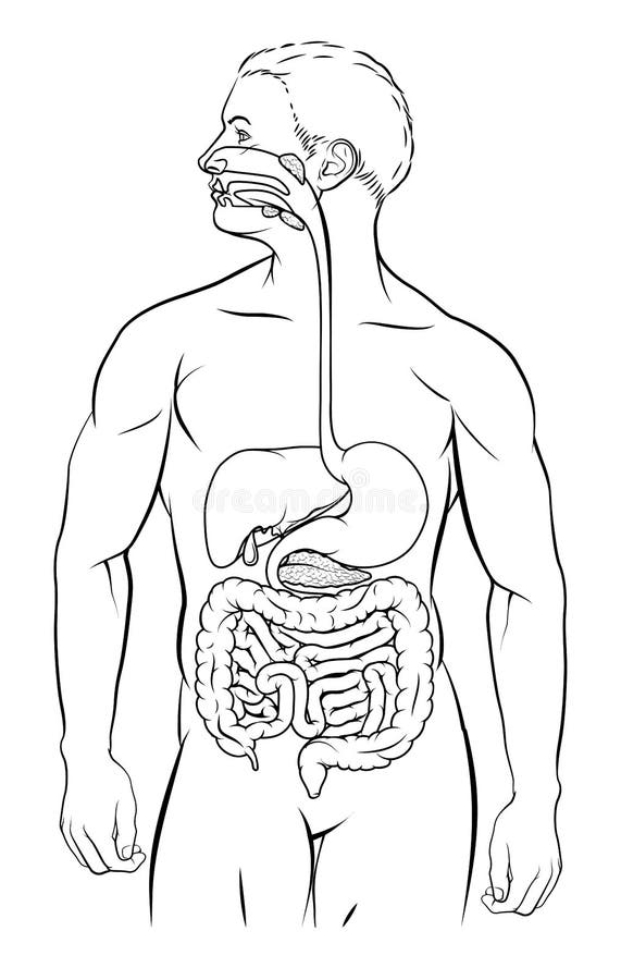 Digestive System Organs Blank
