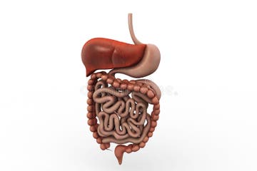 Human digestive system stock image. Image of digestive - 39239359