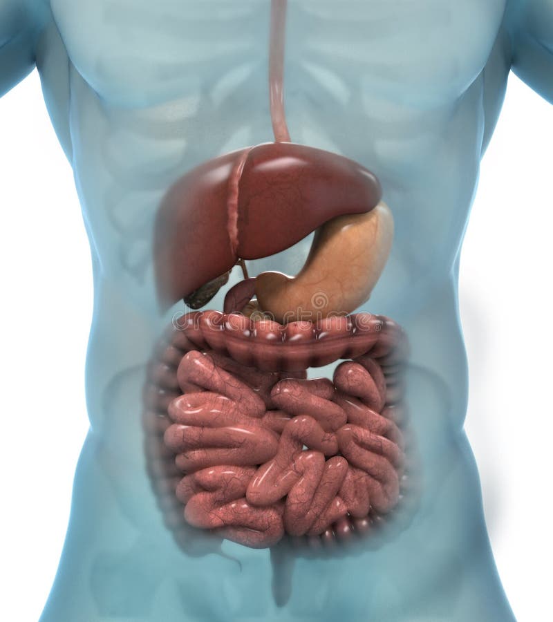 Digestive system stock illustration. Illustration of esophagus - 6613044