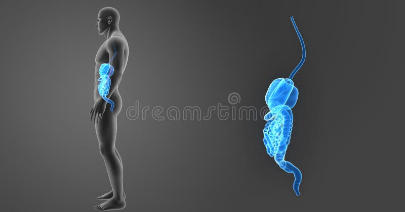 Human Digestive System Zoom with Body Lateral View Stock Illustration ...