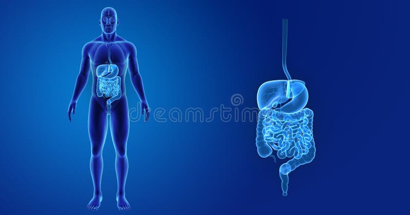 Human Digestive System Zoom with Organs Anterior View Stock ...