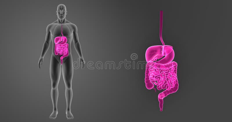 Human Digestive System Zoom with Organs Anterior View Stock ...