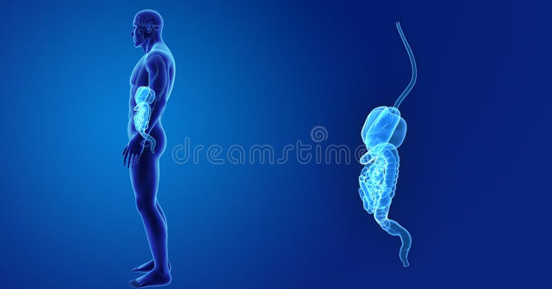 Human Digestive System Zoom with Organs Lateral View Stock Illustration ...