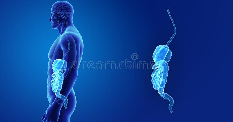 Human Digestive System Zoom with Organs Lateral View Stock Illustration ...