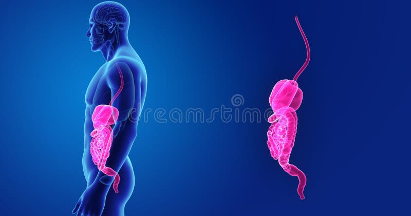 Human Digestive System Zoom with Organs Lateral View Stock Illustration ...