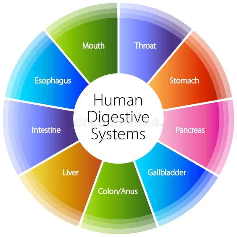 Human Digestive System Diagram, Vector Illustration in Simple Black and ...