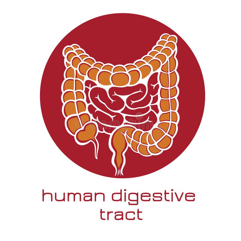 Human Digestive Tract Icon. Vector Illustration. Stock Vector ...