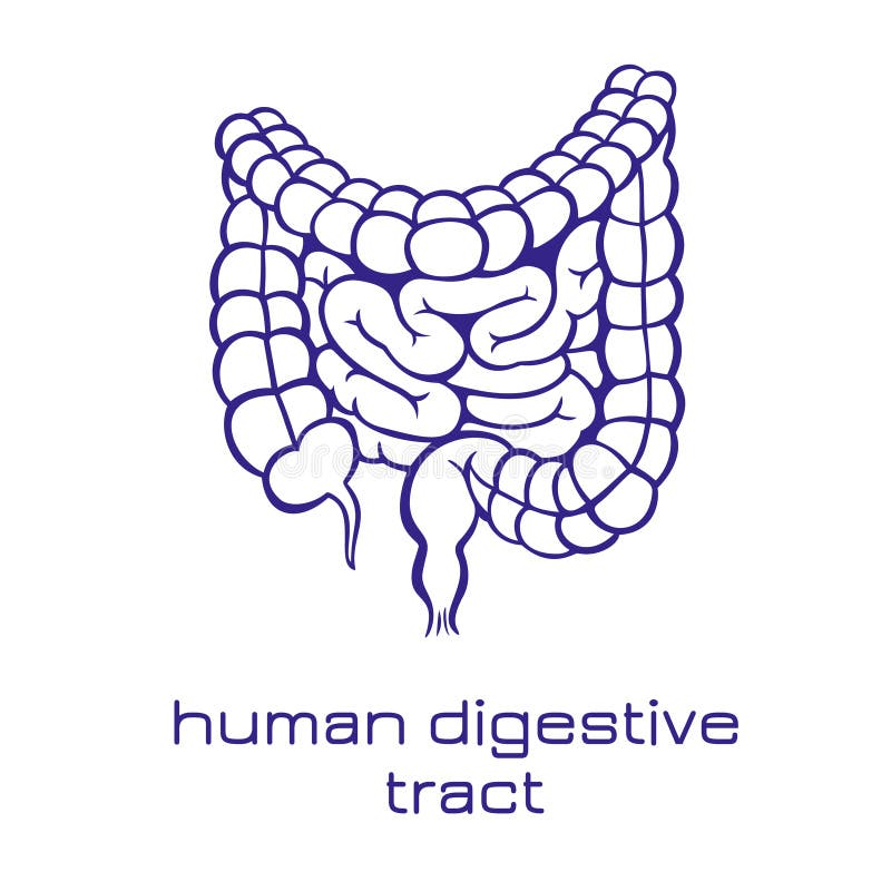 Human Digestive Tract Icon. Vector Illustration. Stock Vector ...