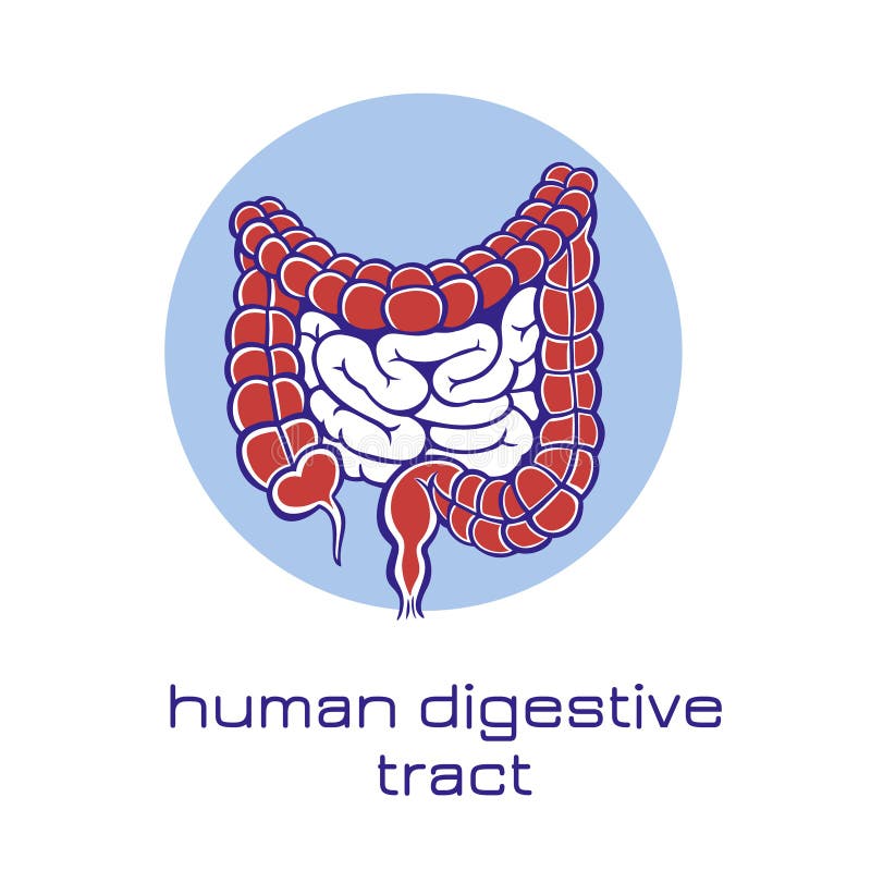 Human Digestive Tract Icon. Vector Illustration Stock Vector ...
