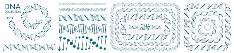 Human Dna Chain or Genome Helix Molecule Seamless Lines Stock Vector ...