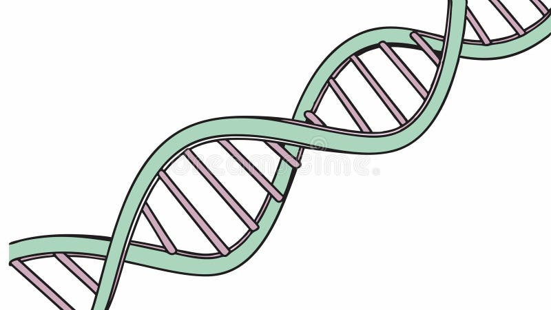 Human DNA Helix Structure, Science and Genetics Diagram, Vector Design ...