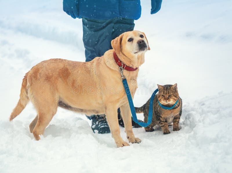 A Human with a Dog and Cat Walks in the Snow Stock Photo - Image of ...