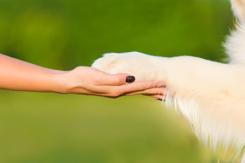 Dog Handshake stock image. Image of friends, tame, female - 11874767