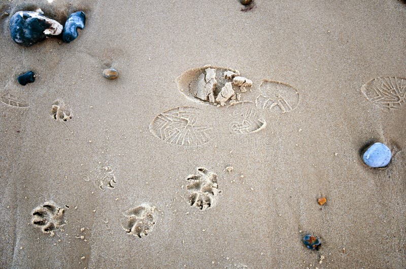 10+ Beach paw prints Free Stock Photos - StockFreeImages