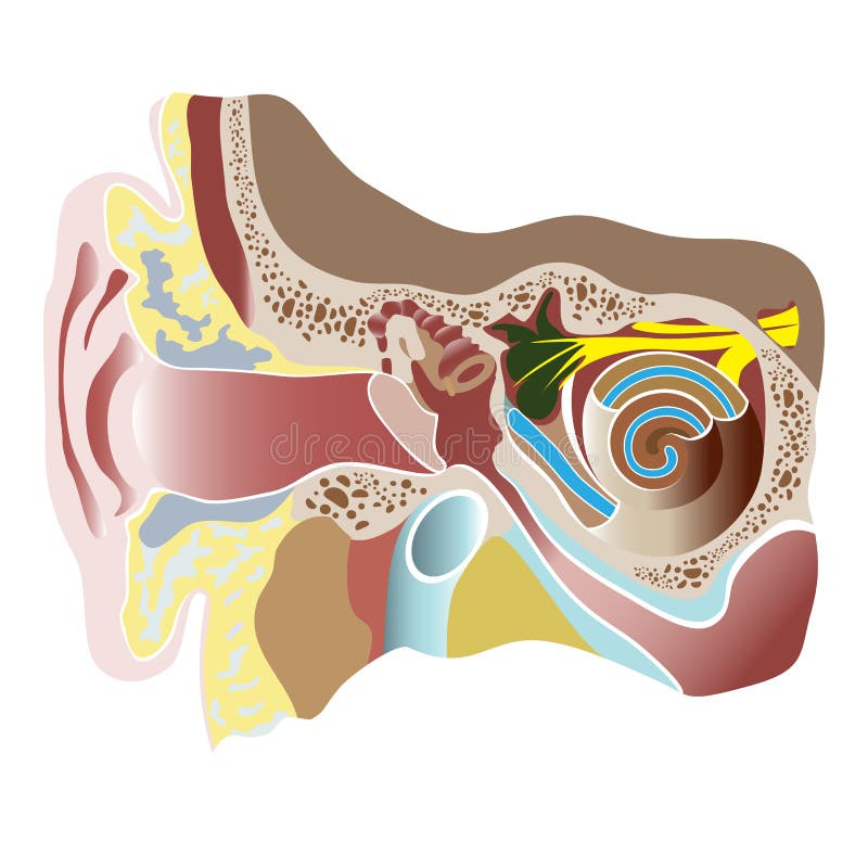 Anatomy of the Human Ear stock vector. Illustration of organ - 21823874