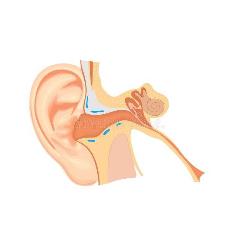 Human Ear Cross Section Stock Illustrations – 265 Human Ear Cross ...