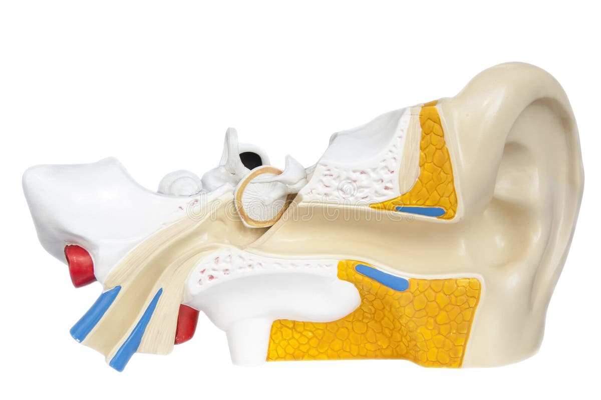 Internal Acoustic Canal Anatomy Stock Photos - Free & Royalty-Free ...