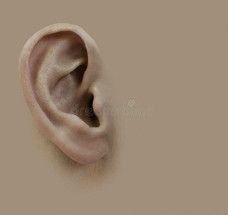 Human ear. Background stock photo. Image of clean, auricle - 64764028