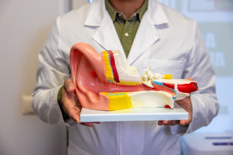 Doctor Holding a Model of a Human Ear Stock Image - Image of indoors ...