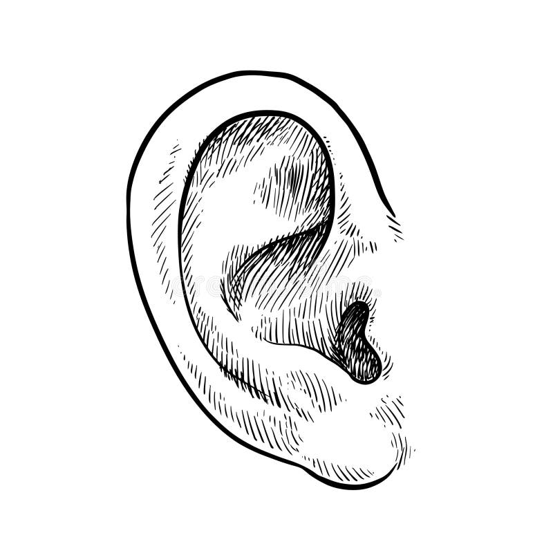 Human Ear in Engraved Style,hand Drawn Stock Illustration ...