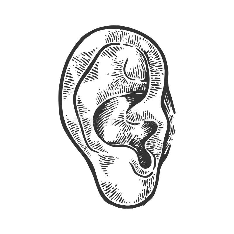 Human Ear Black White Stock Illustrations – 1,834 Human Ear Black White ...