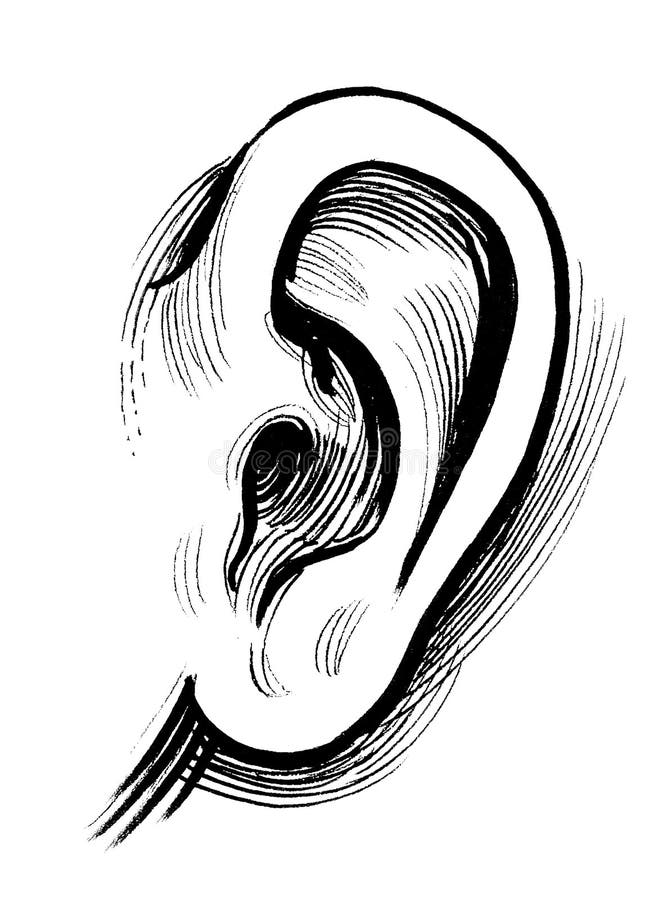 Human Ear Black White Stock Illustrations – 1,749 Human Ear Black White ...