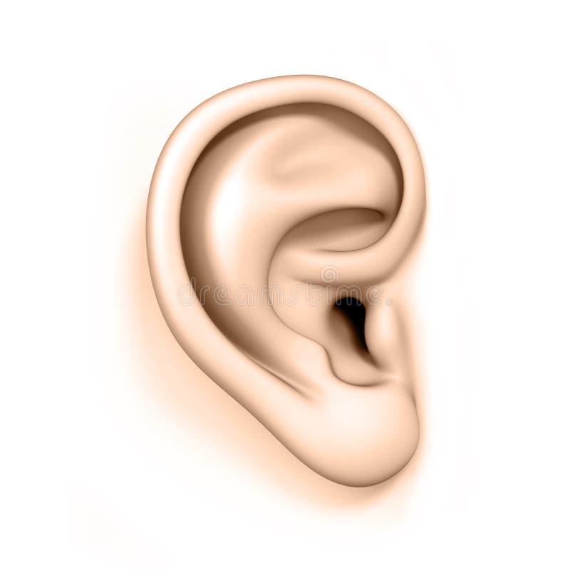 Three Dimensional Human Ear Anatomy Stock Illustrations – 18 Three ...