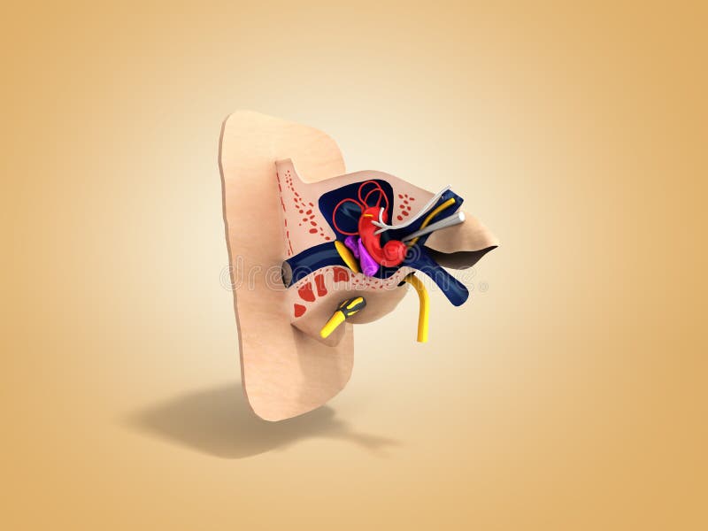 Human Ear Structure Medical Educational Science 3d Rendrer Illus Stock ...