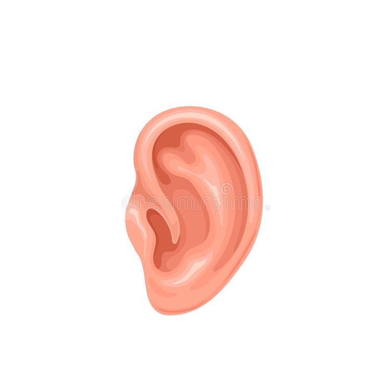 Human Ear Isolated Organ With Pinna And Ear Canal For Listening Sound And Communication Stock