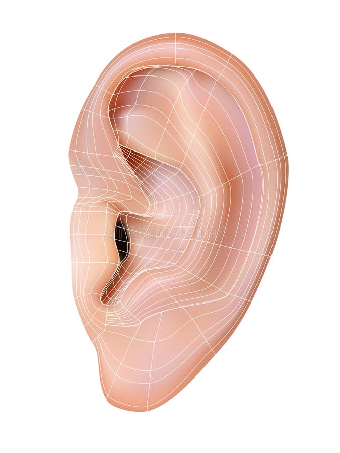 Human Ear. stock vector. Illustration of cartilage, body - 44441367