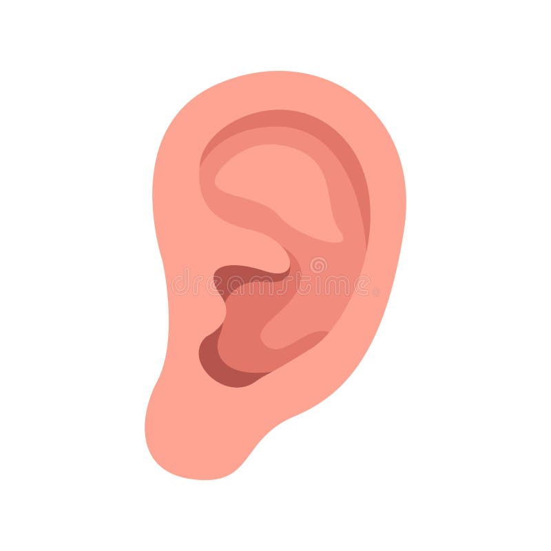 Human Ear Vector Image, Sense of Hearing, Five Human Senses, Colored ...