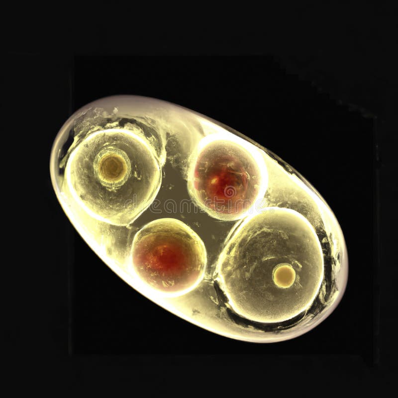 Human embryo, illustration stock illustration. Illustration of ...