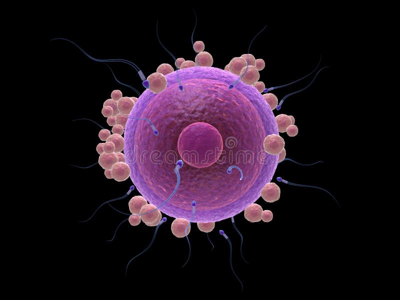 Human egg cell stock illustration. Illustration of cyan - 5971744