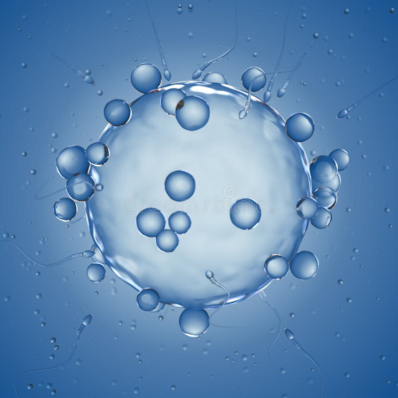 A human egg cell stock illustration. Illustration of medical - 131339556