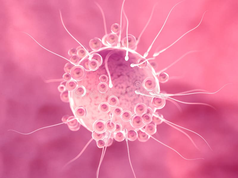 A human egg cell stock illustration. Illustration of pregnancy - 145647812