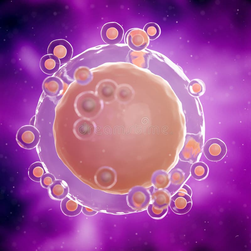 A human egg cell stock illustration. Illustration of embryology - 148234000