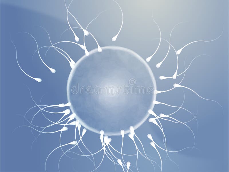 Human Egg Cell Fertilization Stock Illustration - Illustration of ...