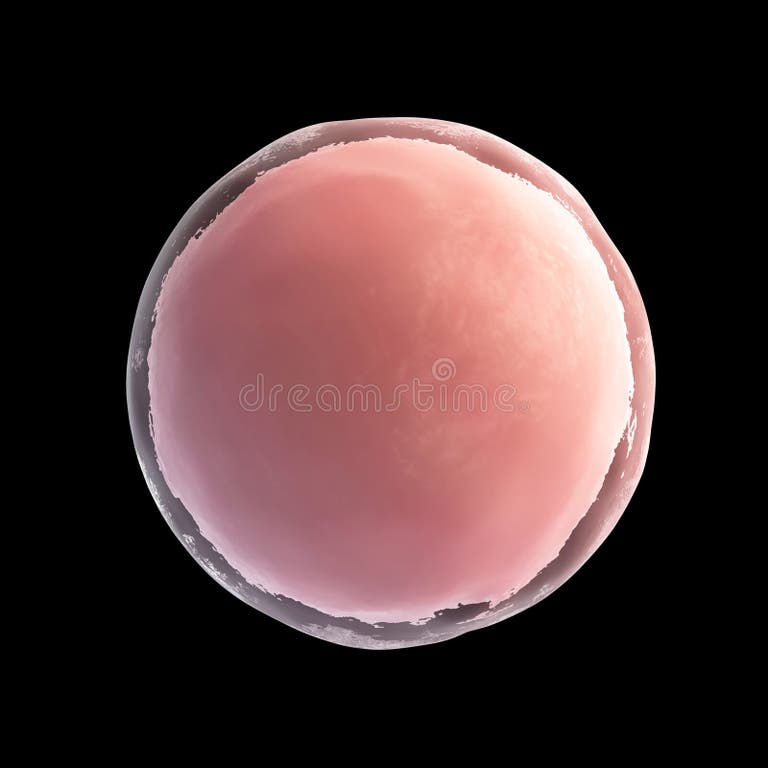 Human Egg Stock Illustrations – 11,845 Human Egg Stock Illustrations ...